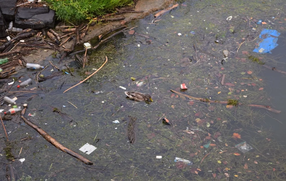 Microplastics are not a small issue when it comes to the Potomac River ...
