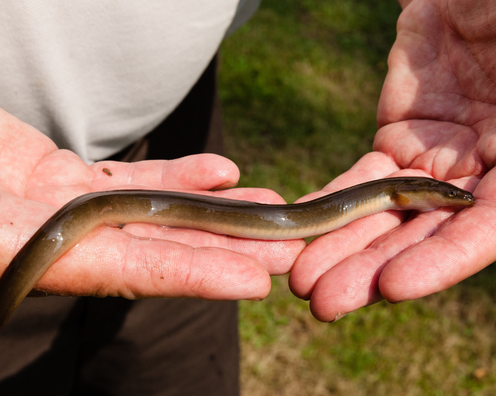 5 strange creatures you wouldn't expect in the Potomac River — Potomac ...