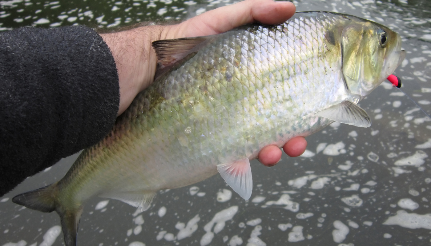 Nothing fishy here. Potomac River shad are making a comeback! — Potomac ...