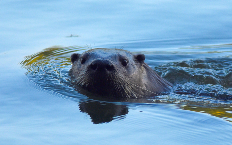 Five spots you *otter* try otter-spotting in the Potomac River region ...