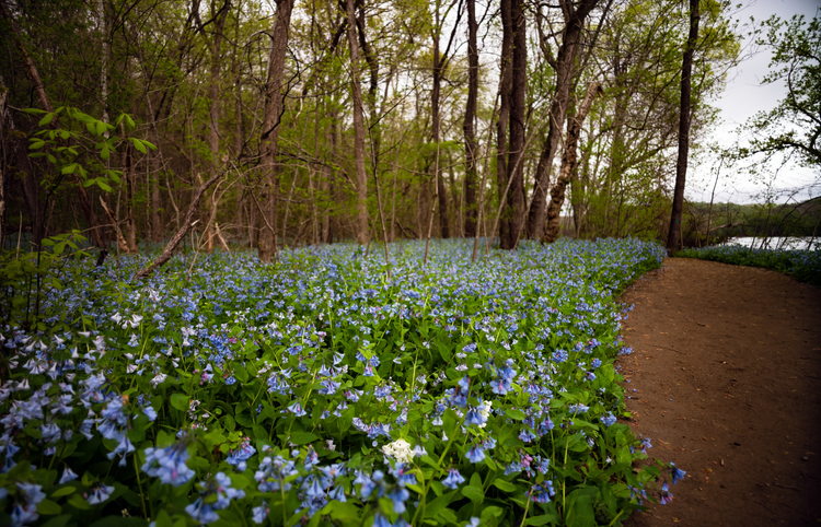 3 parks to finding blossoming bluebells in the DMV this spring ...