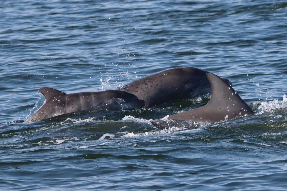 Why do dolphins use the Potomac River? — Potomac Conservancy