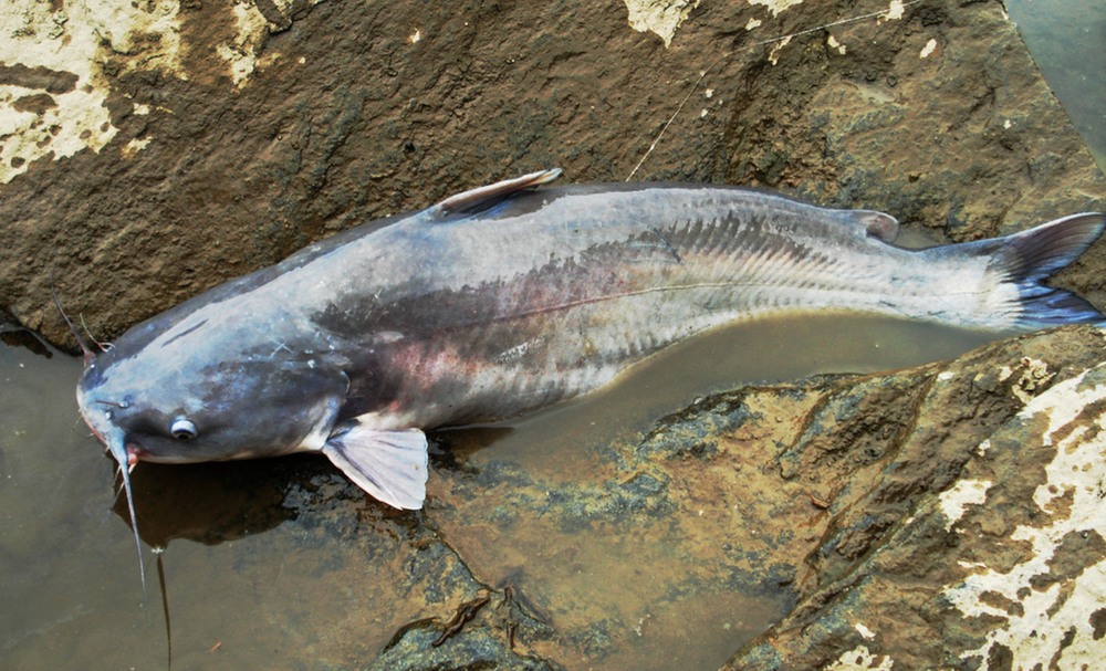 The health of the Potomac River has improved. So why isn’t fishing safe ...