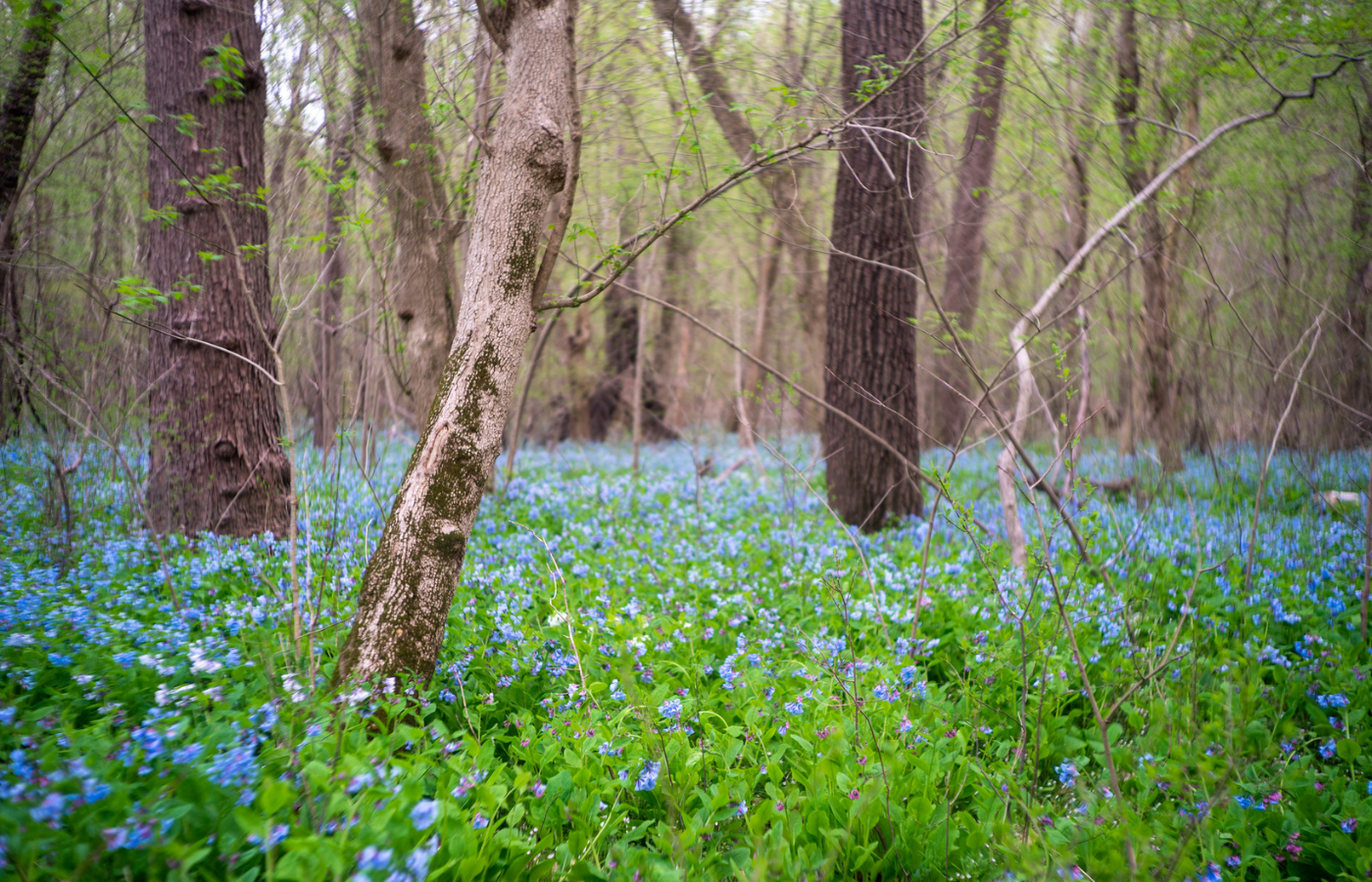 3 parks to finding blossoming bluebells in the DMV this spring ...