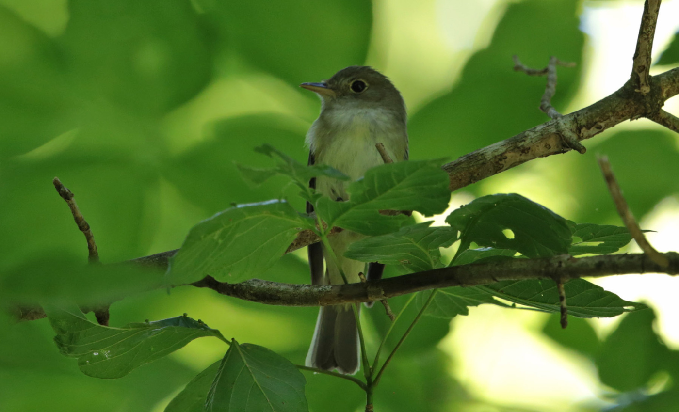 5 ways trees are affected by the climate crisis – and how they help ...