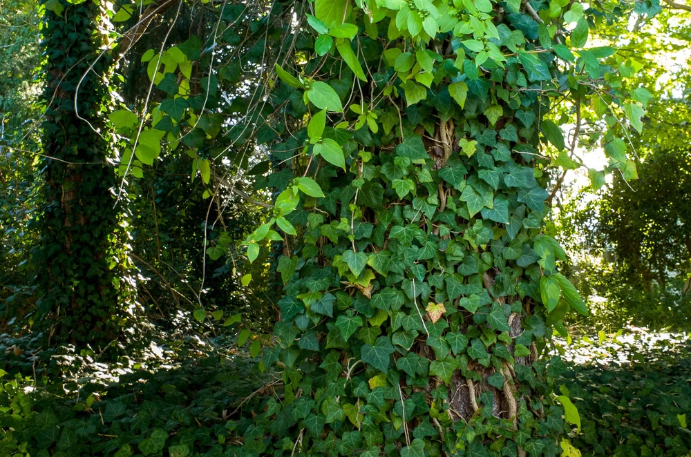 We need to talk about our invasive English ivy problem. — Potomac ...