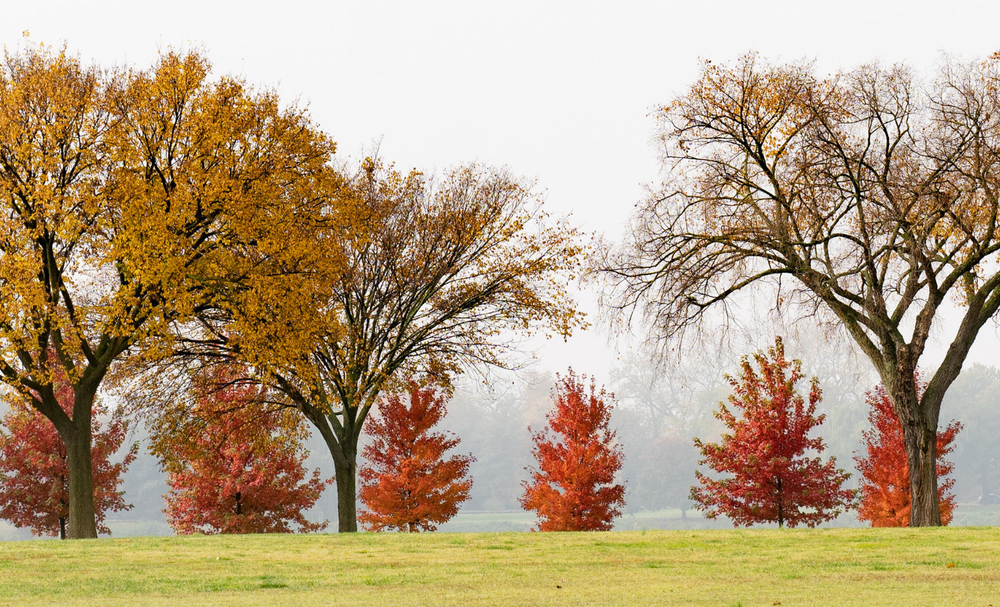 7 ways urban trees *leaf* communities healthier, cleaner, and thriving ...