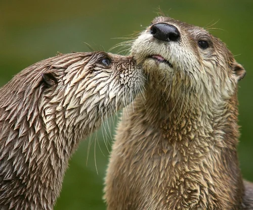 Five spots you *otter* try otter-spotting in the Potomac River region ...