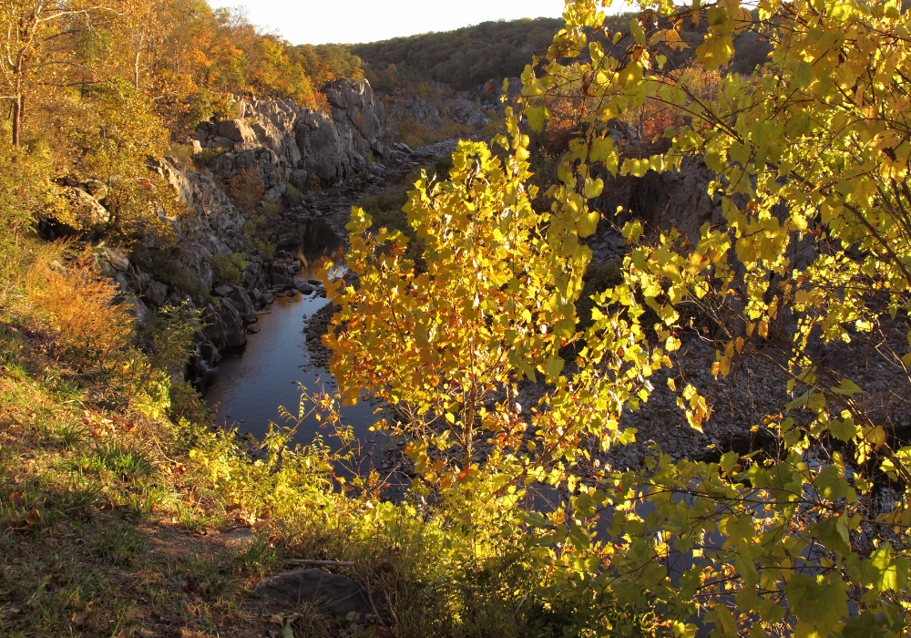 Nature’s mast years: the mystery of the tree's bountiful seeds and ...
