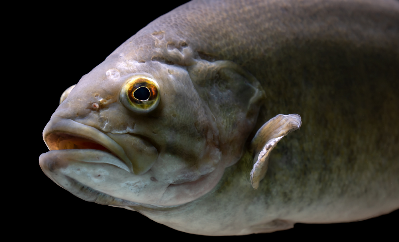 How the Potomac River shapes local wildlife — Potomac Conservancy