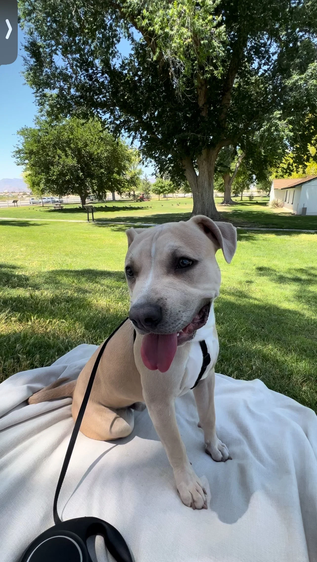 5 Ways Being A Dog Owner Can Help You Improve Your Social Life — Hello ...