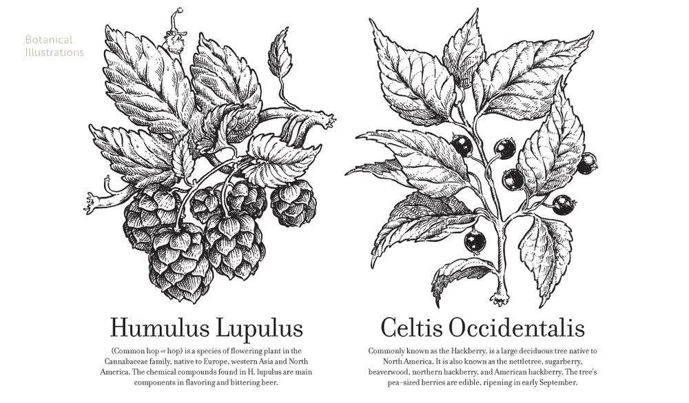 Cannabis Museum Amsterdam — Mossy Giant