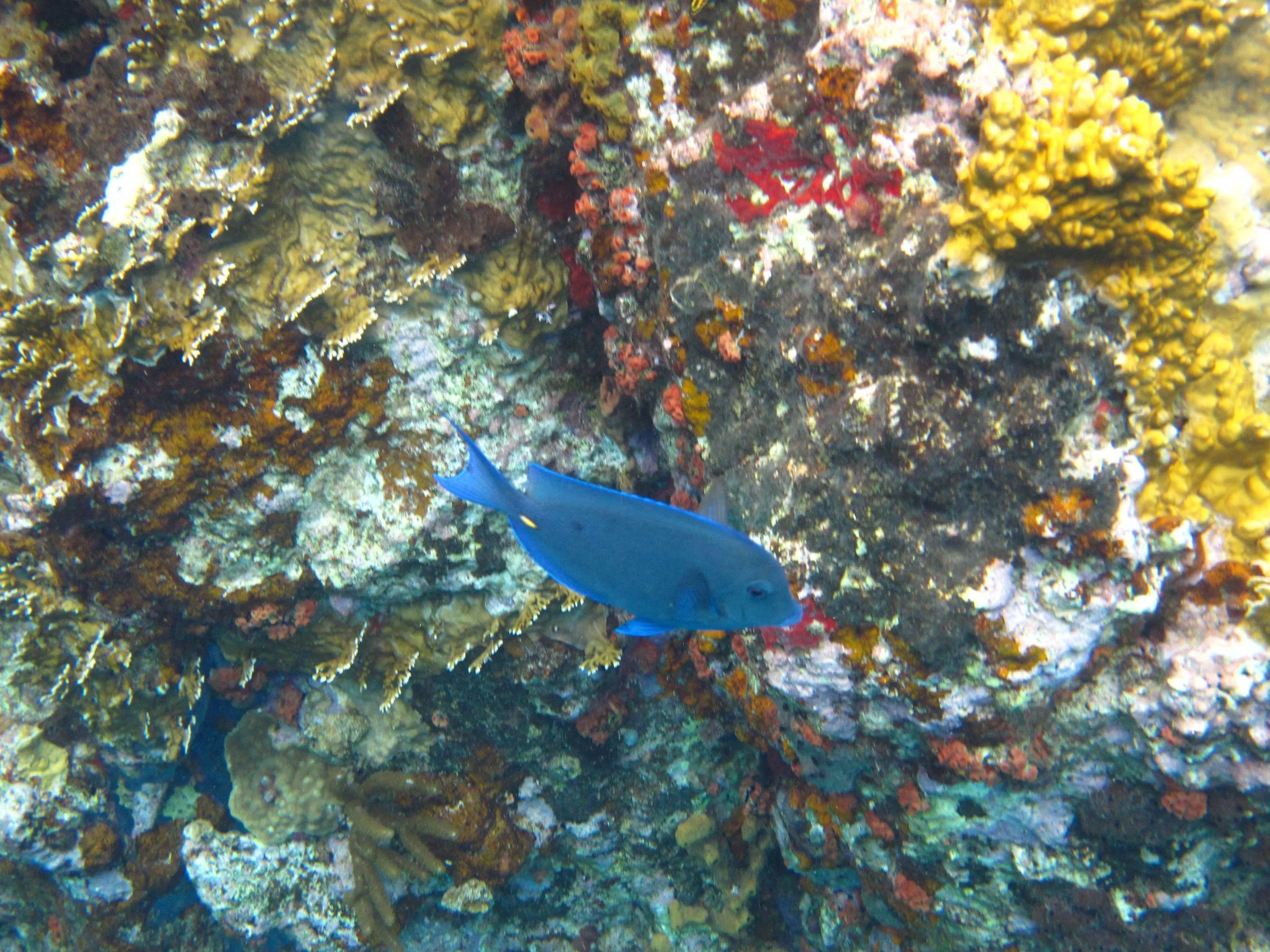 Rum-Glazed Shrimp and Mango Salad — Flash in the Pan