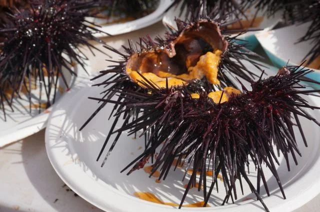 Santa Barbara Uni — Flash in the Pan