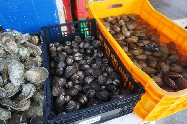Barra de Navidad to Los Cabos Mexico on Green Flash — Flash in the Pan
