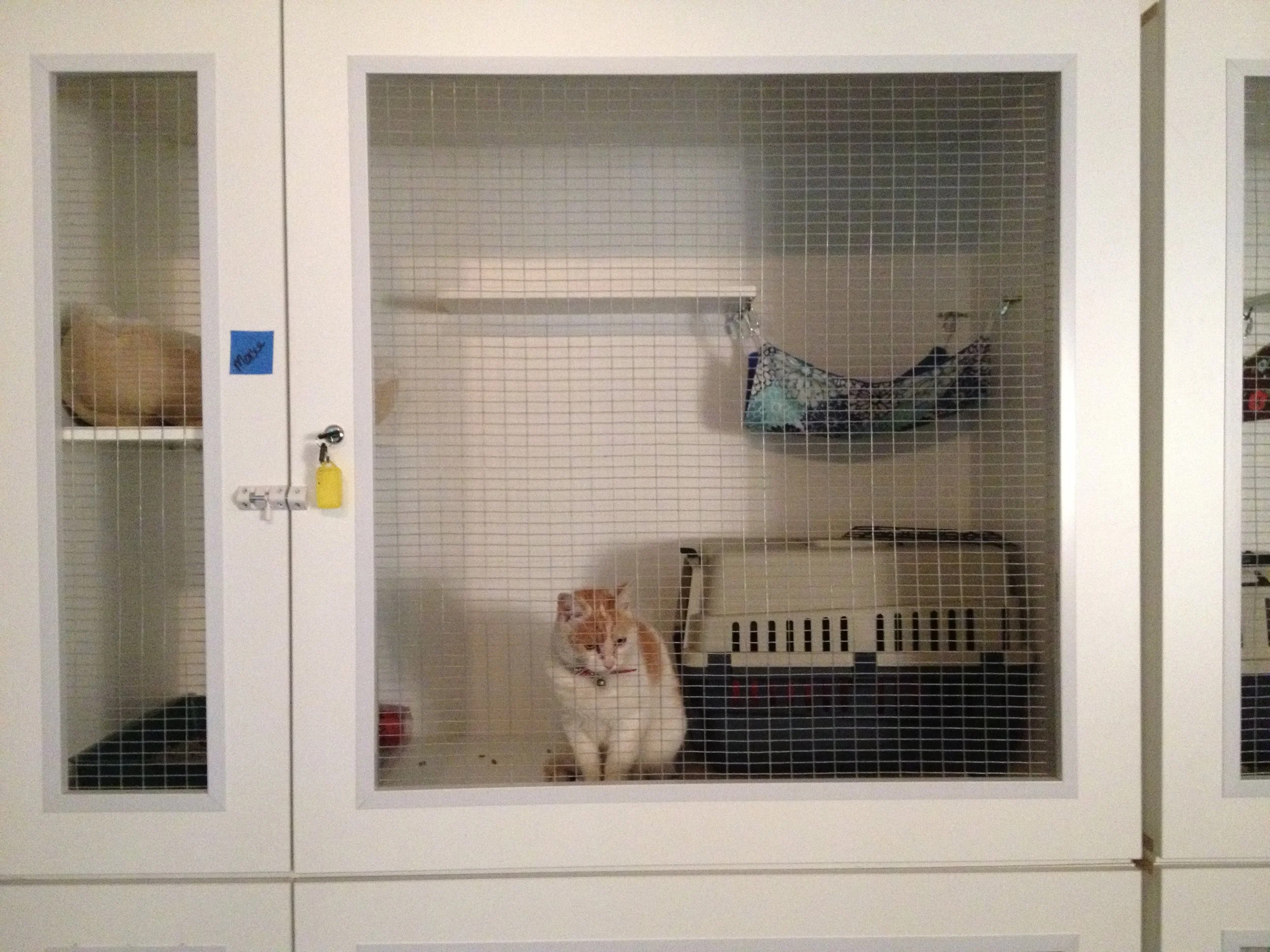 Cat Boarding — Blue Print Studios