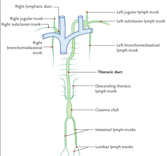 lacteal — imagessays