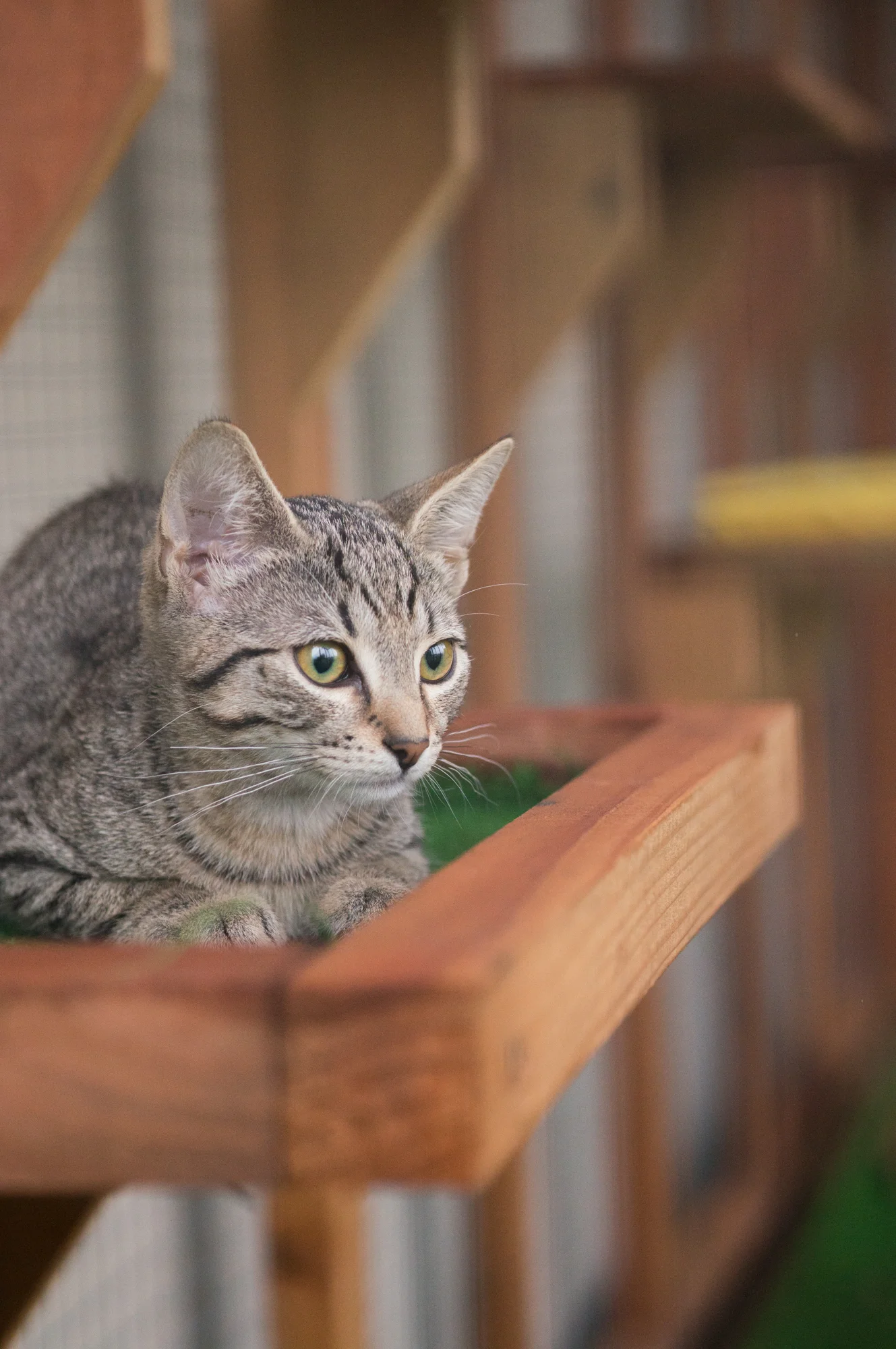 ADOPTABLE CATS — Sammy's Hope