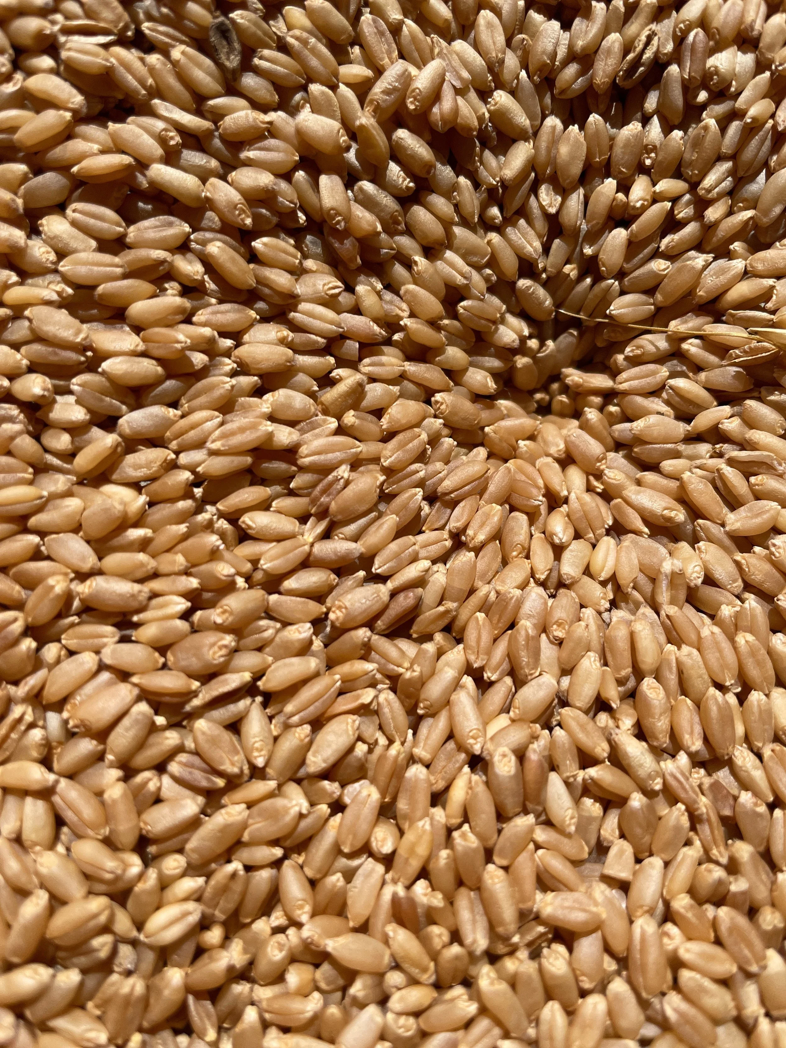 shop — Honore Farm and Mill