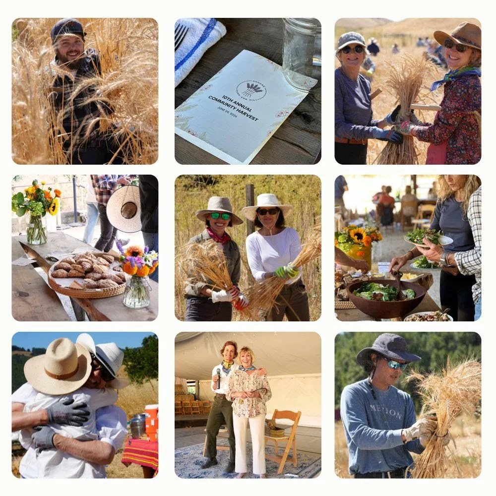 harvest day 2024 — Honore Farm and Mill