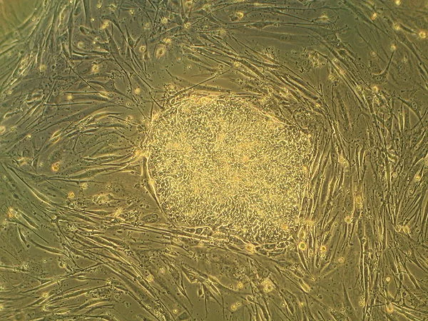 Blog — BioViva USA Inc™Tean-BioViva Sciences