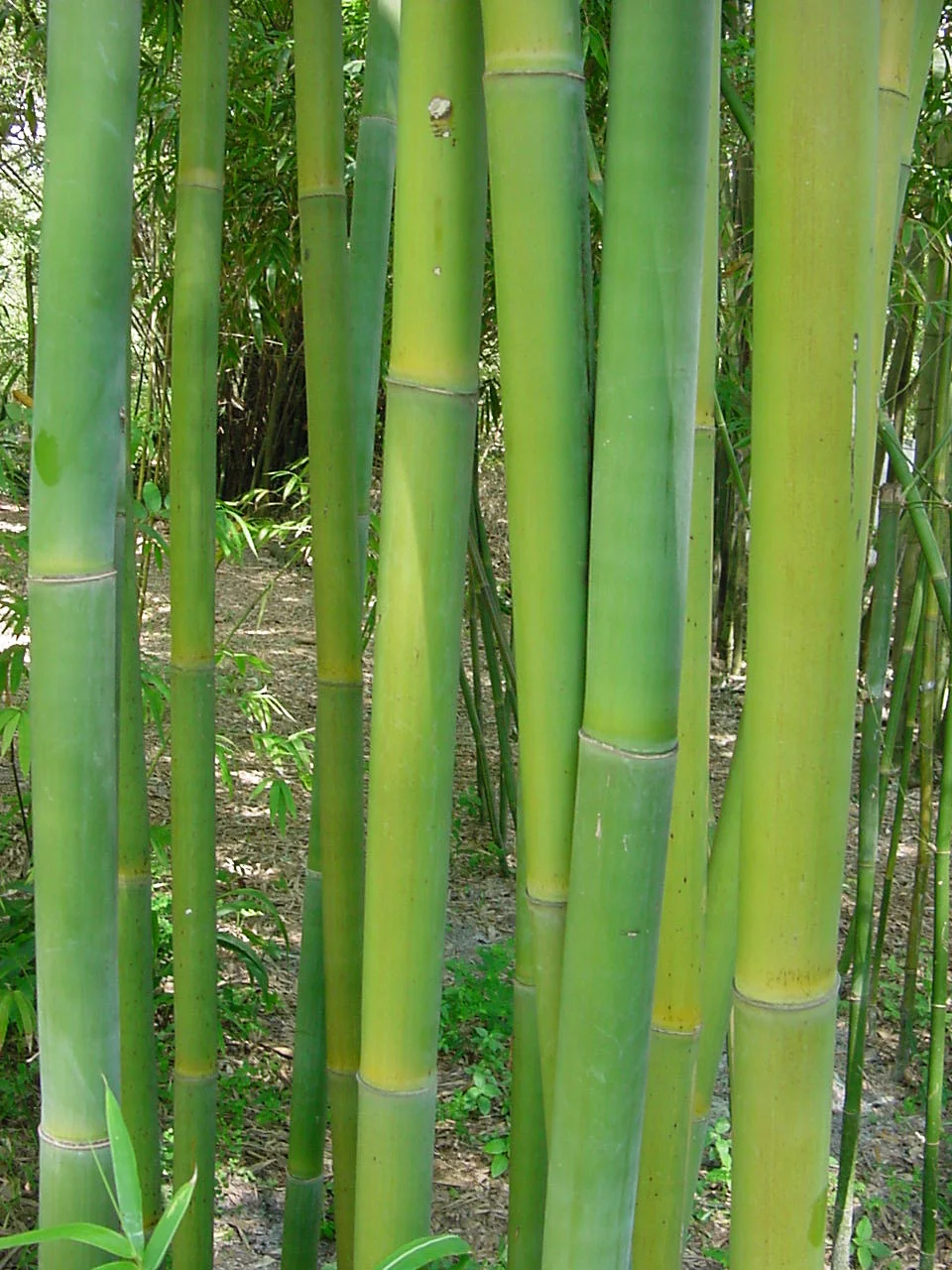 Emerald Bamboo — BAMBOOTEXAS.COM
