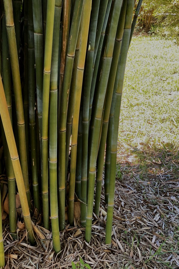 About Us — BAMBOOTEXAS.COM