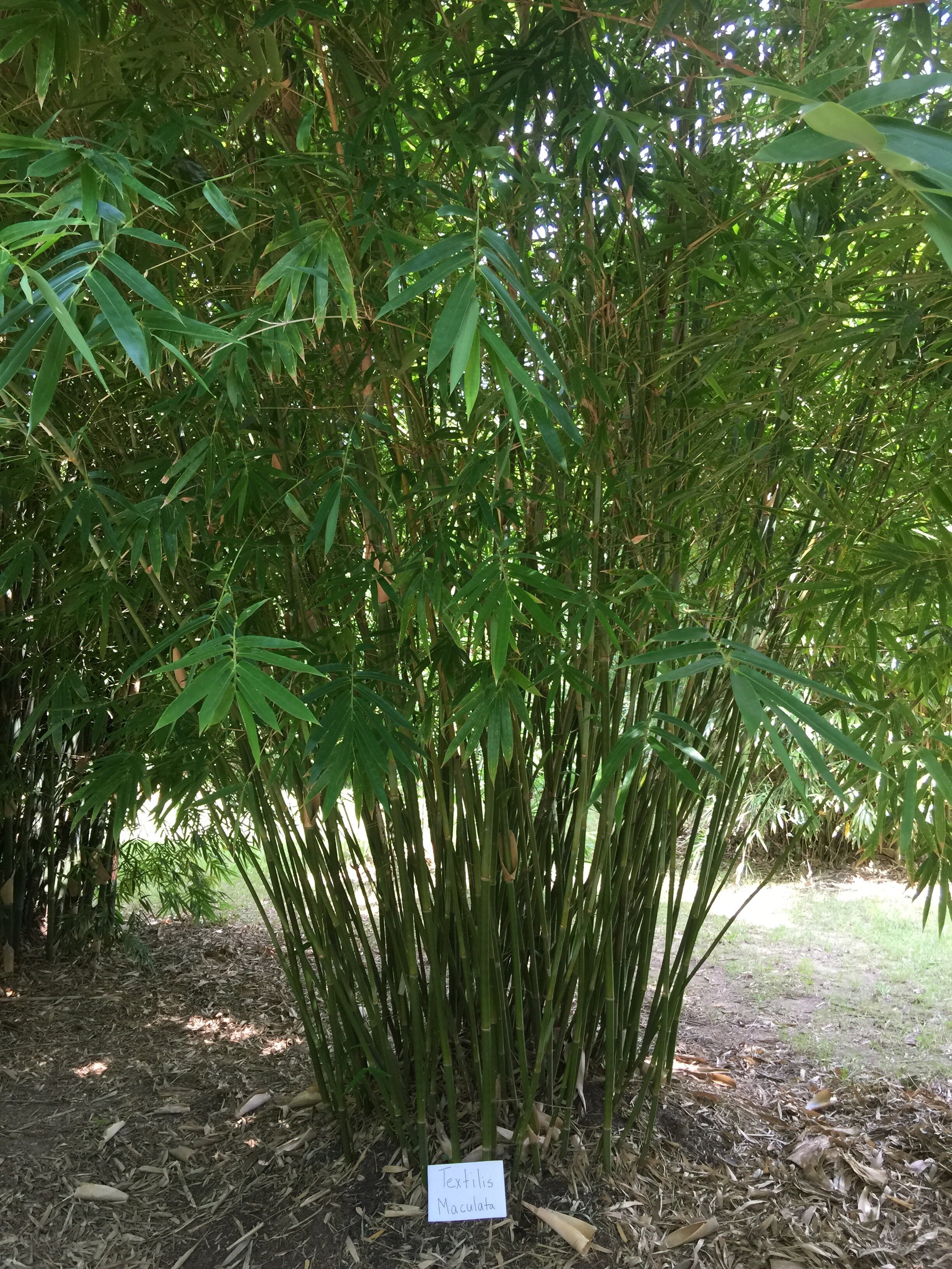 Textilis 'Maculata' — BAMBOOTEXAS.COM