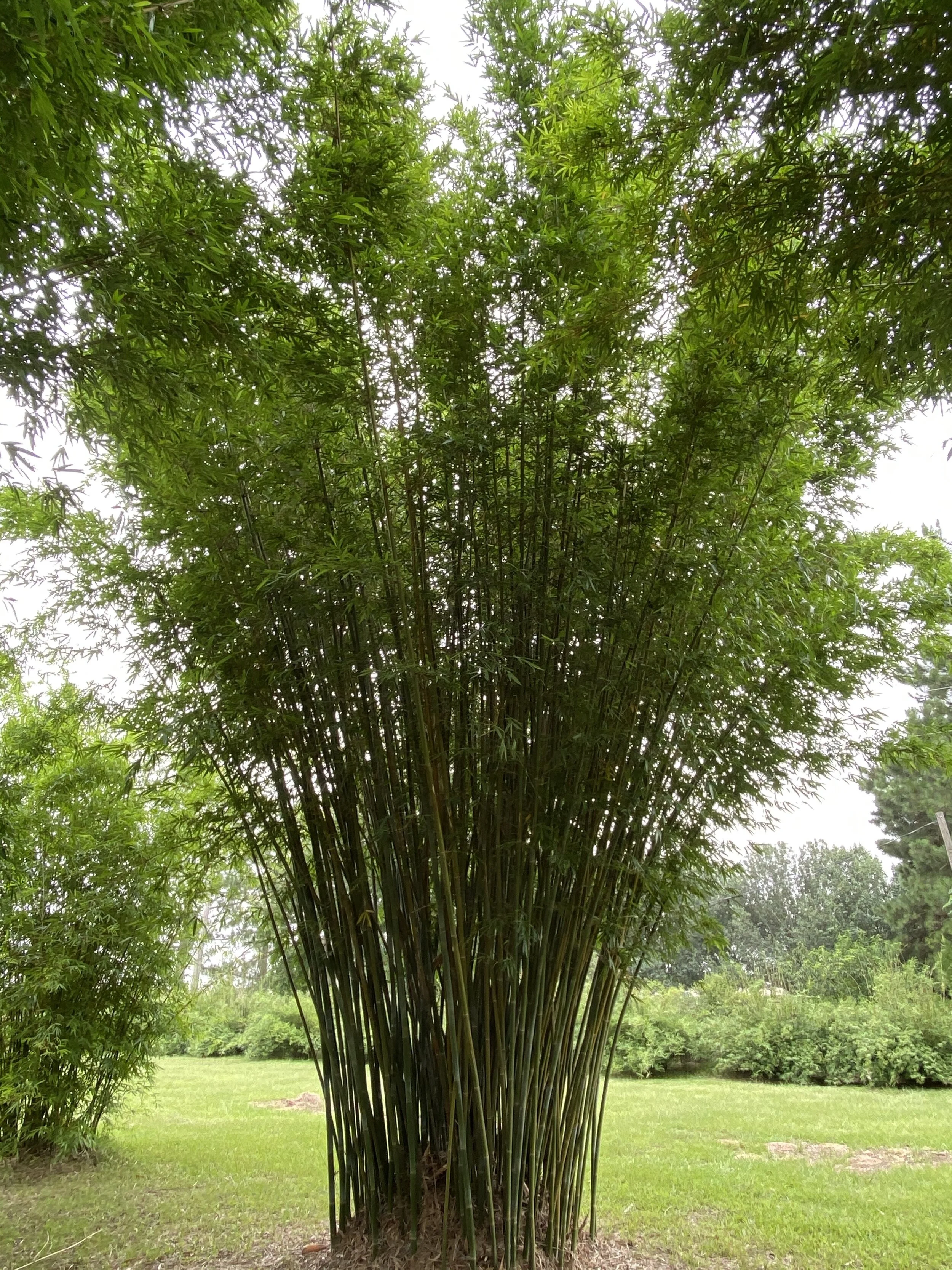 Giant Weaver's Bamboo — BAMBOOTEXAS.COM