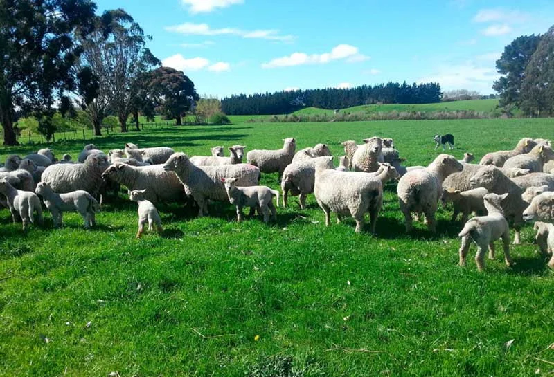 Advice for successful lamb rearing this spring — The Veterinary Centre