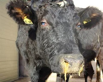 IBR - Infectious Bovine Rhinotracheitis — The Veterinary Centre