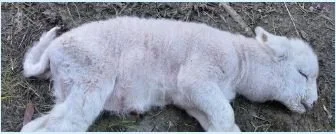 A Clinical Case of Goitre — The Veterinary Centre