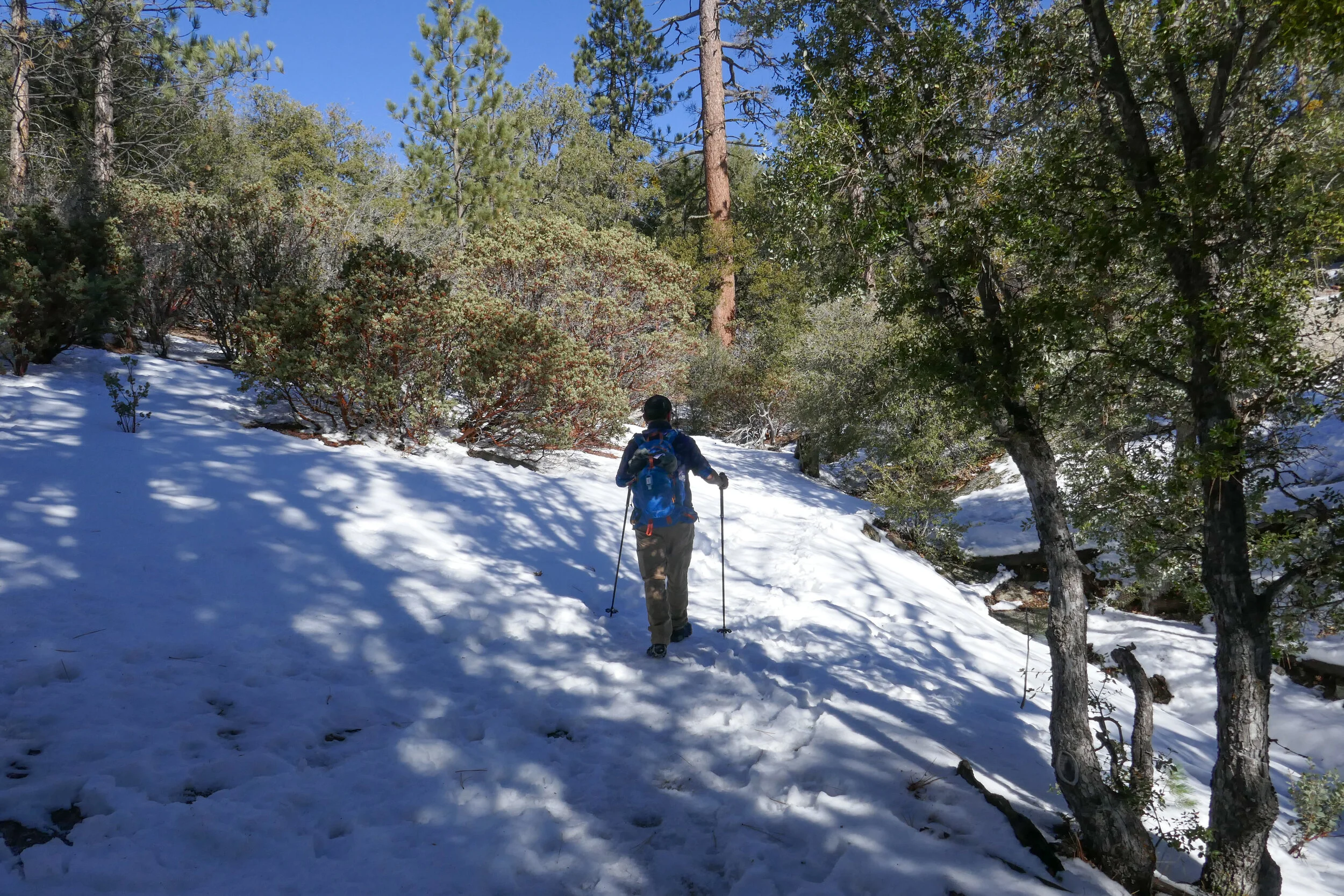 Deer Springs Trail, Idyllwild, CA, January 2, 2020 — Danielle Bedics ...