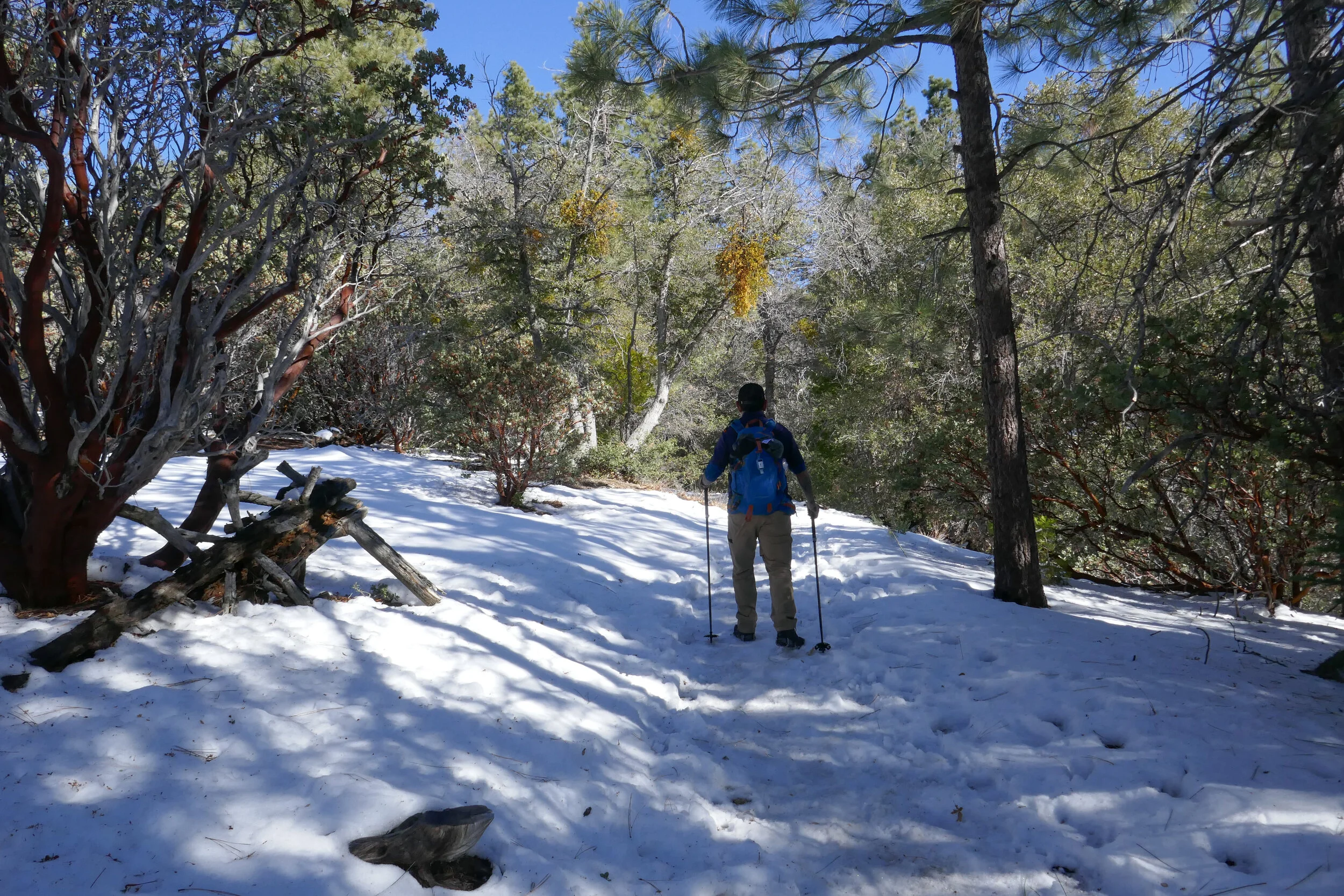 Deer Springs Trail, Idyllwild, CA, January 2, 2020 — Danielle Bedics ...