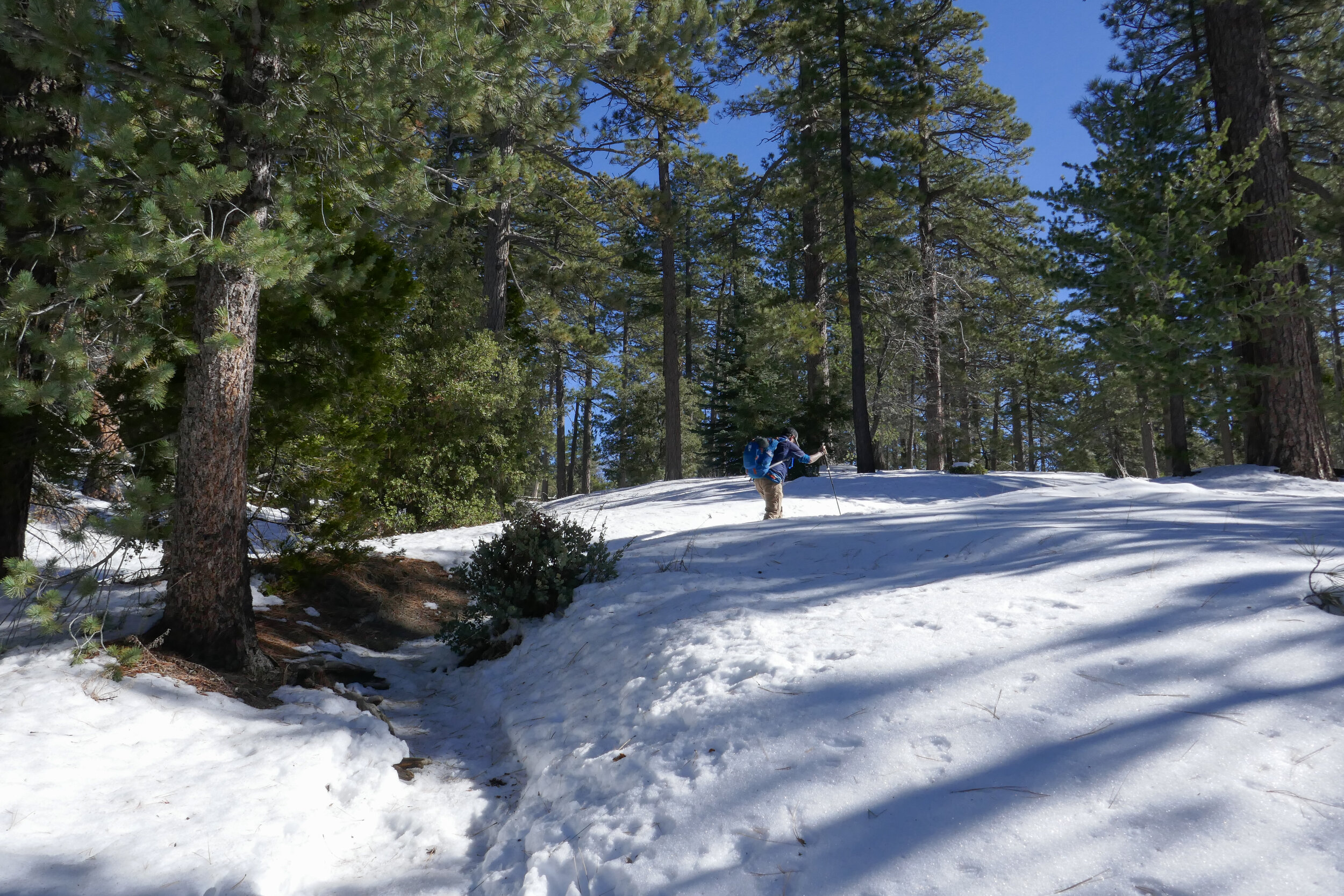 Deer Springs Trail, Idyllwild, CA, January 2, 2020 — Danielle Bedics ...