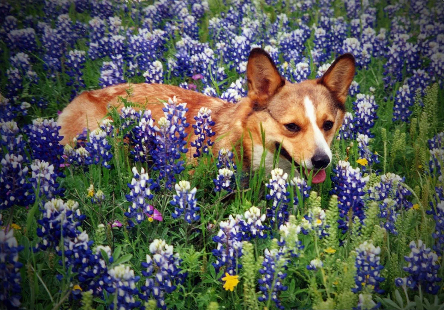 Hill Country Corgis