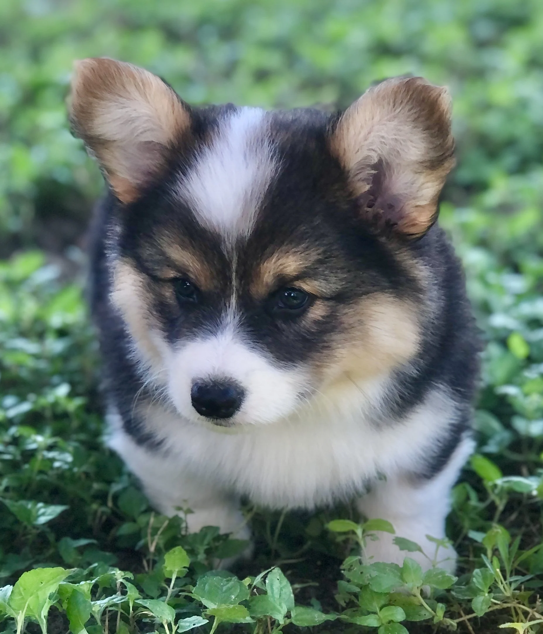 Are Male Or Female Corgis Better