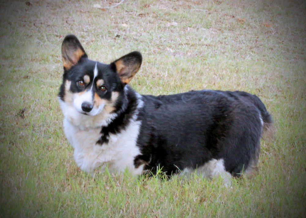 Black Headed Tri Color Corgi