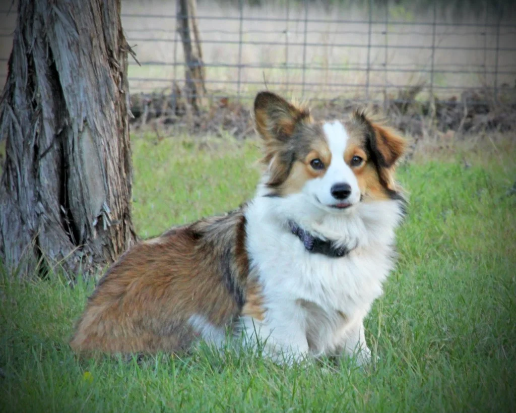 Corgi Sheltie Mix Puppies