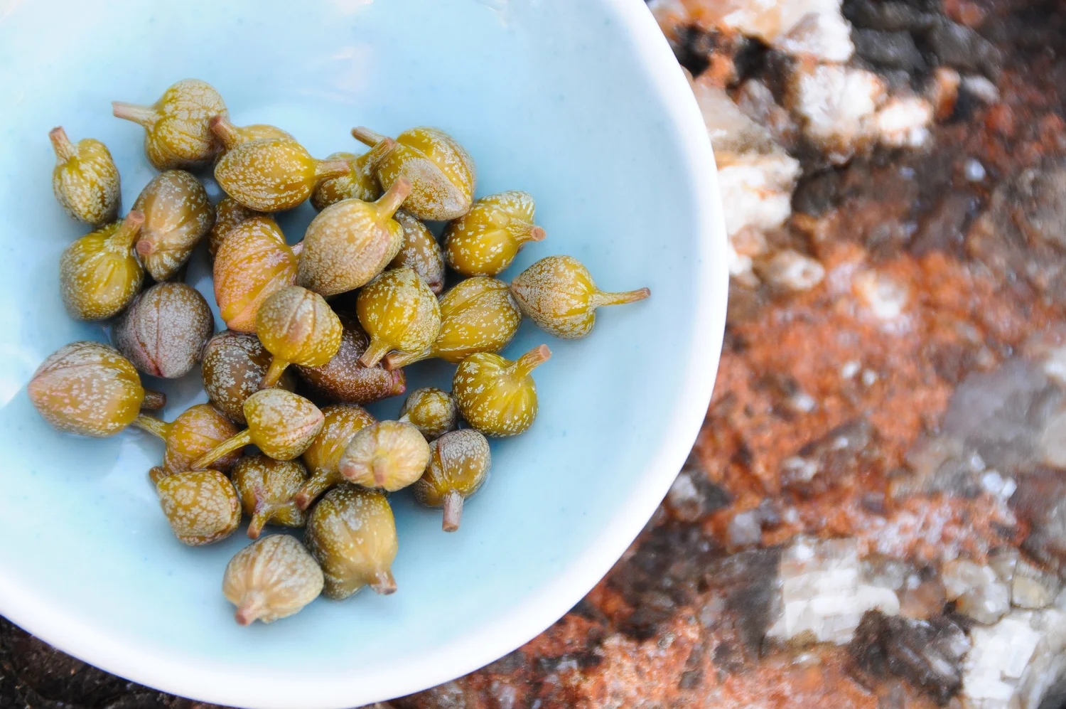 Home-Pickled Capers — Olives & Lucinda
