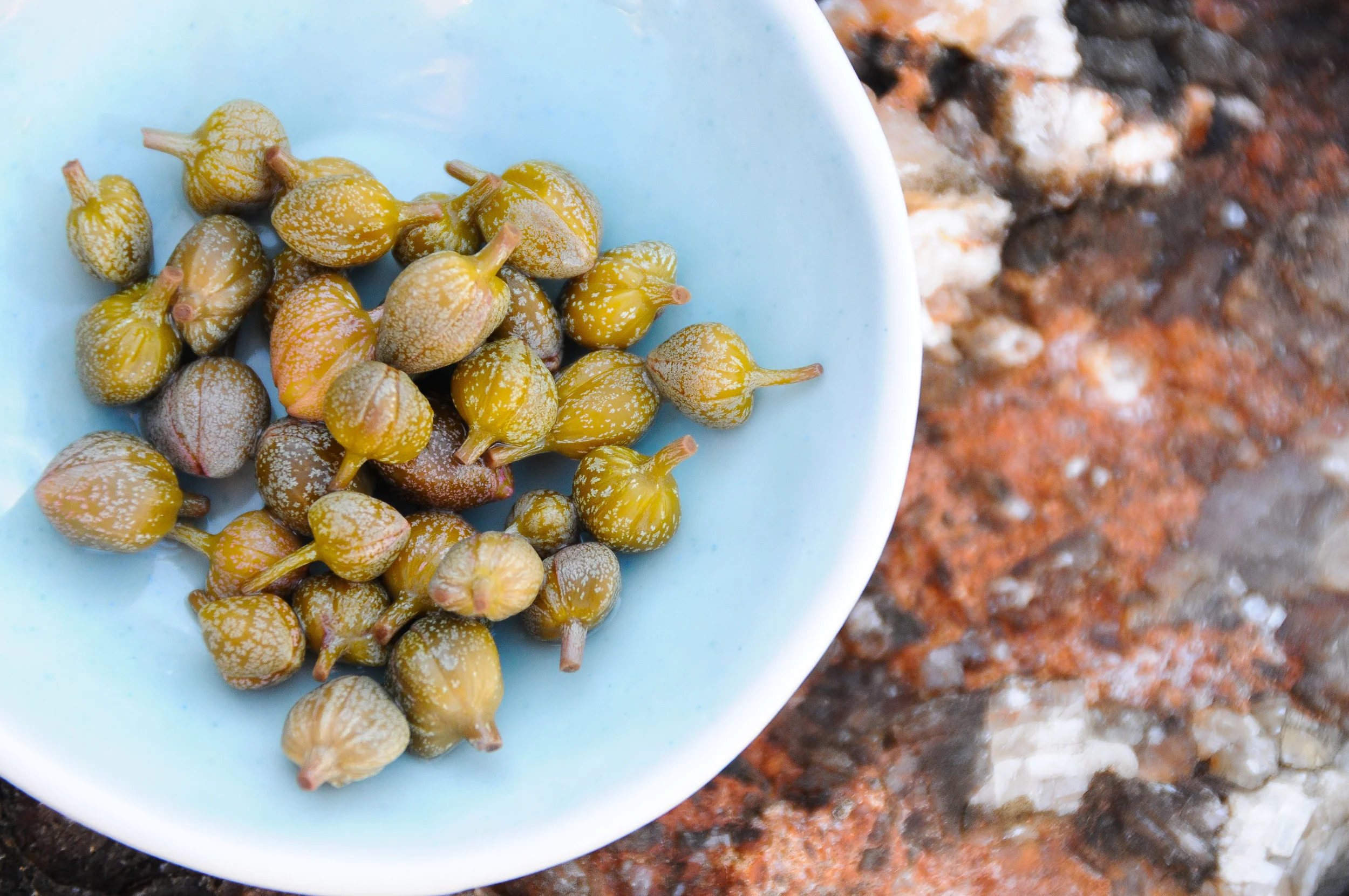 Home-Pickled Capers — Olives & Lucinda