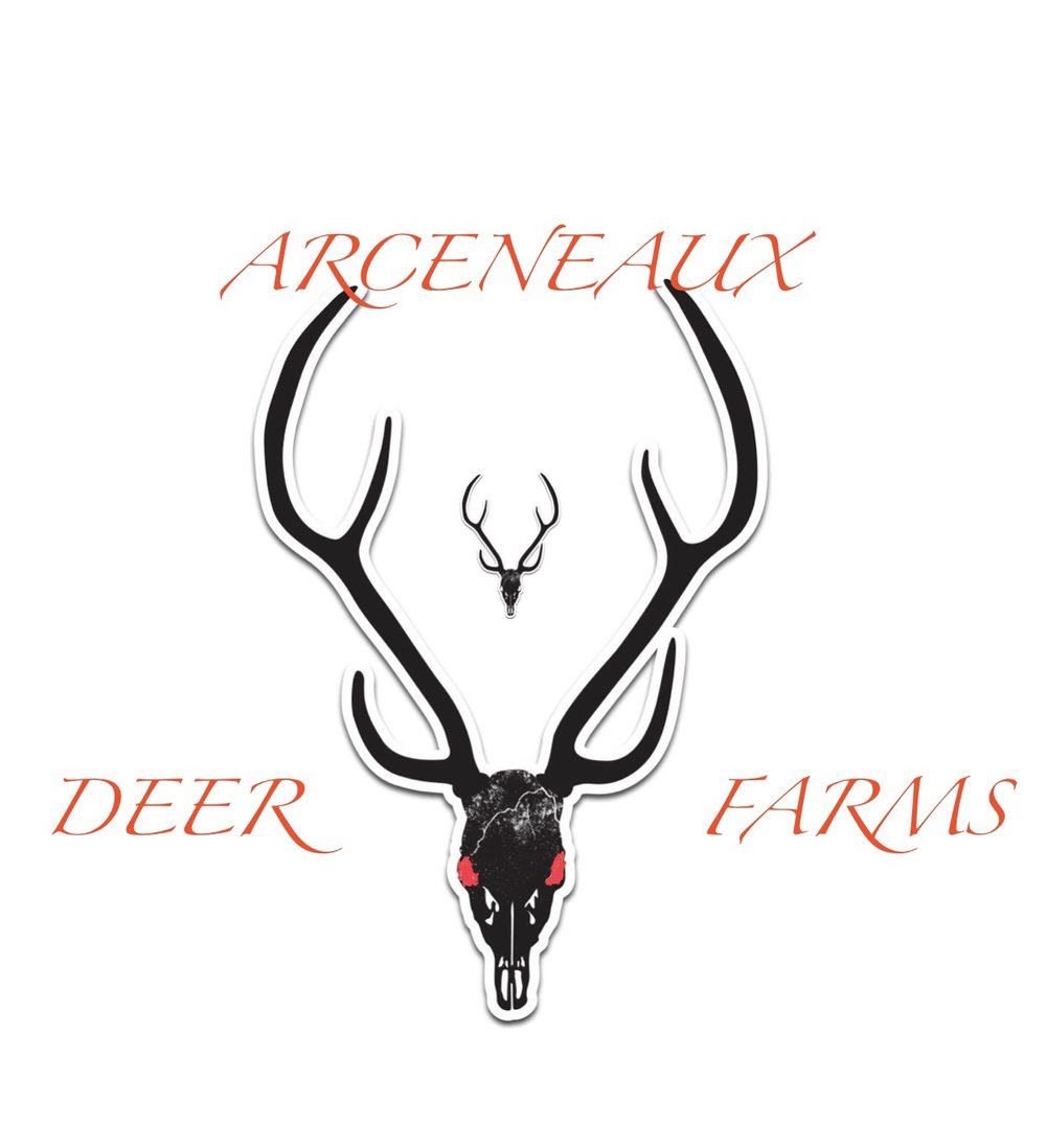 Axis Deer