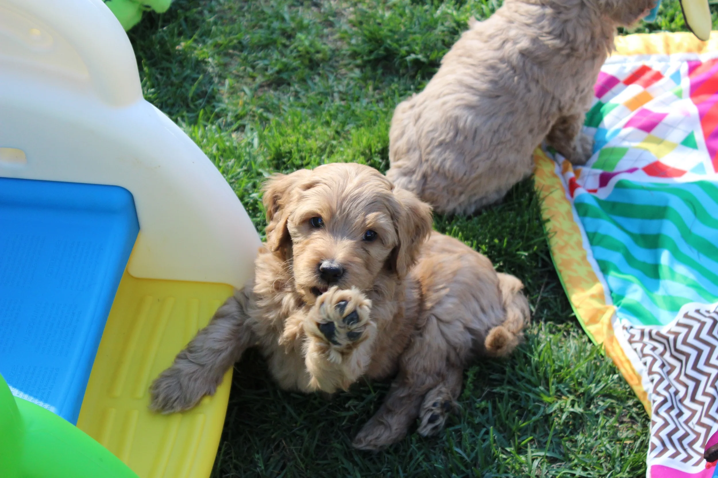 High Country Australian Labradoodles