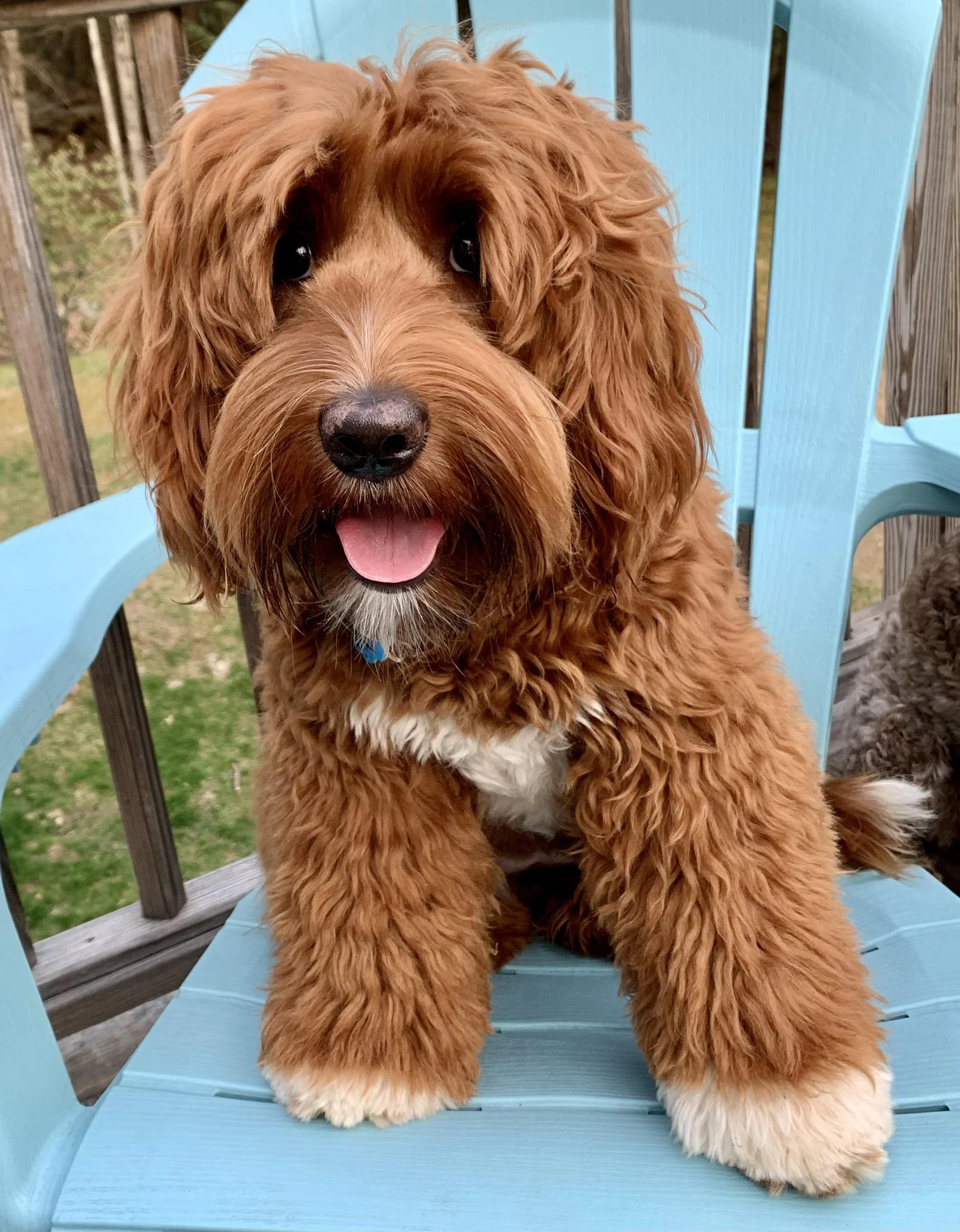 What Size Crate For A Miniature Labradoodle At Patricia Furman Blog What Size Crate For A Miniature Labradoodle At Patricia Furman Blog