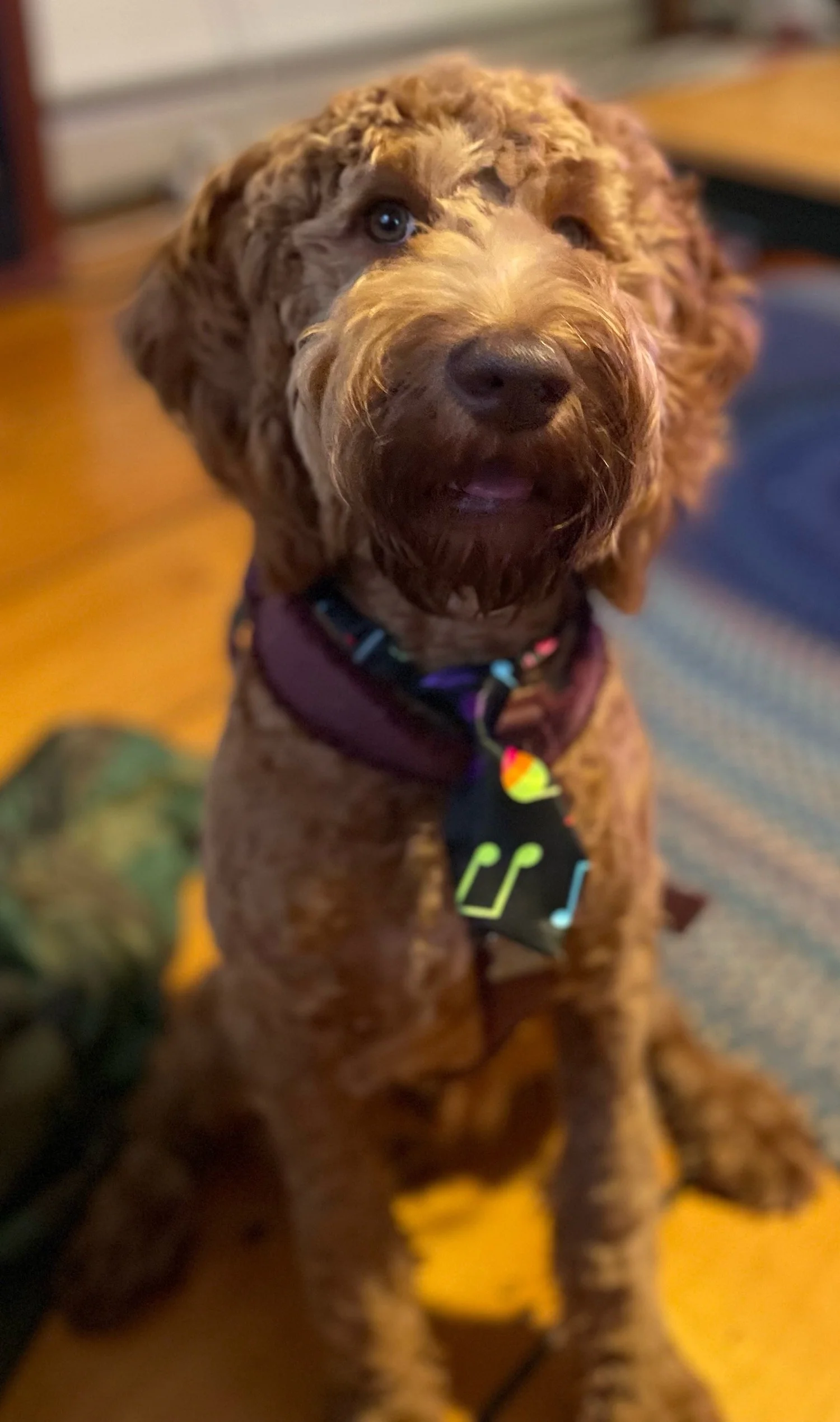 Our Dogs — High Country Australian Labradoodles