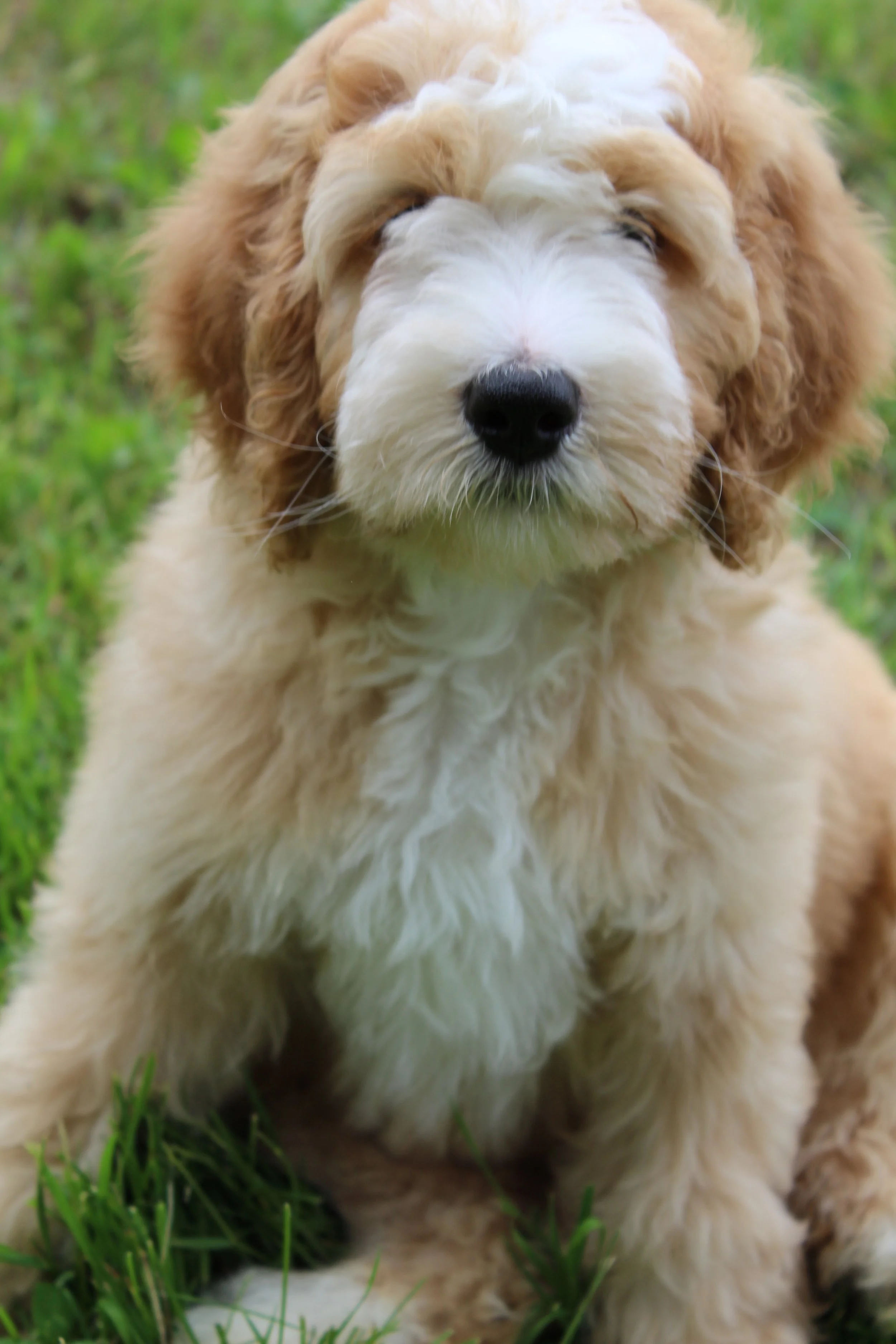 High Country Australian Labradoodles