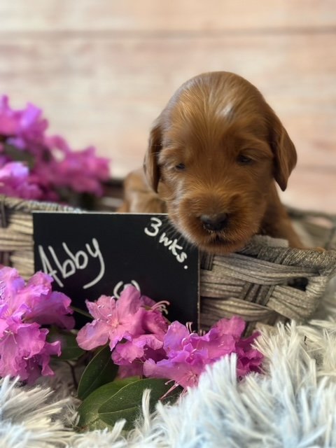 PUPPIES AVAILABLE — High Country Australian Labradoodles