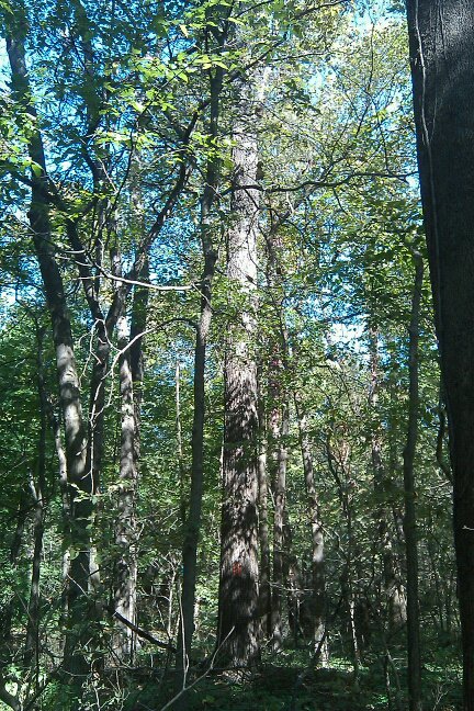Western Missouri Forestry LLC