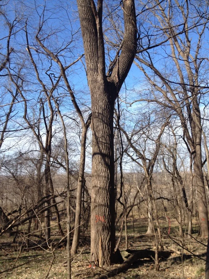 Western Missouri Forestry LLC