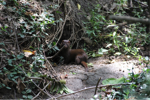 Species of the Month, 02/14: American Mink — Forest Park Forever